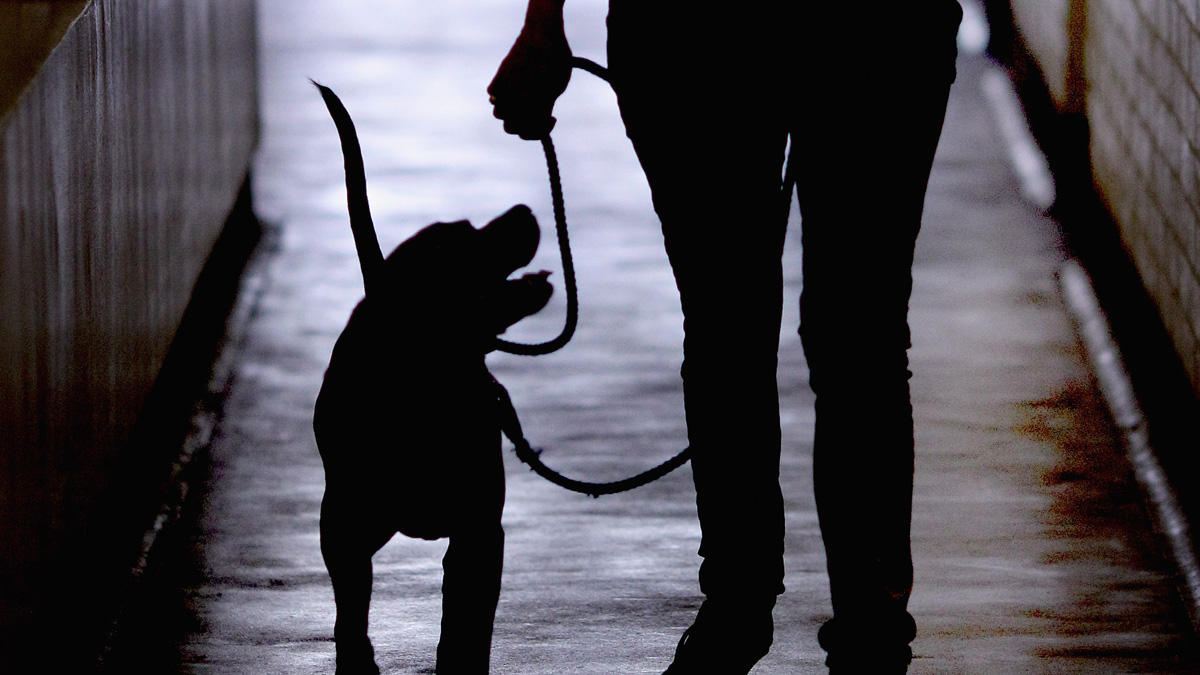 Clear the Shelters: Buying the Right Leash for Your Dog, and How to Use ...