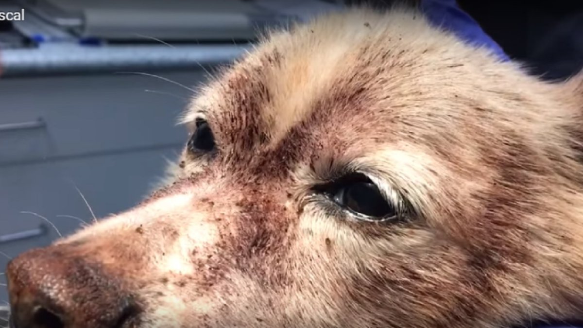 ’Literally Dying’: Vets Save Dog Covered in 100,000 Fleas – NBC Chicago