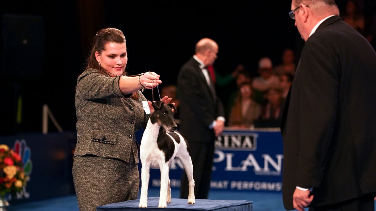 John O’Hurley talks 22nd annual National Dog Show and unforgettable ...