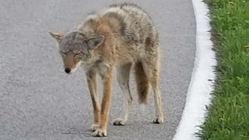 Recent Coyote Sightings in Indiana Have Dog Owners Spooked – NBC Chicago