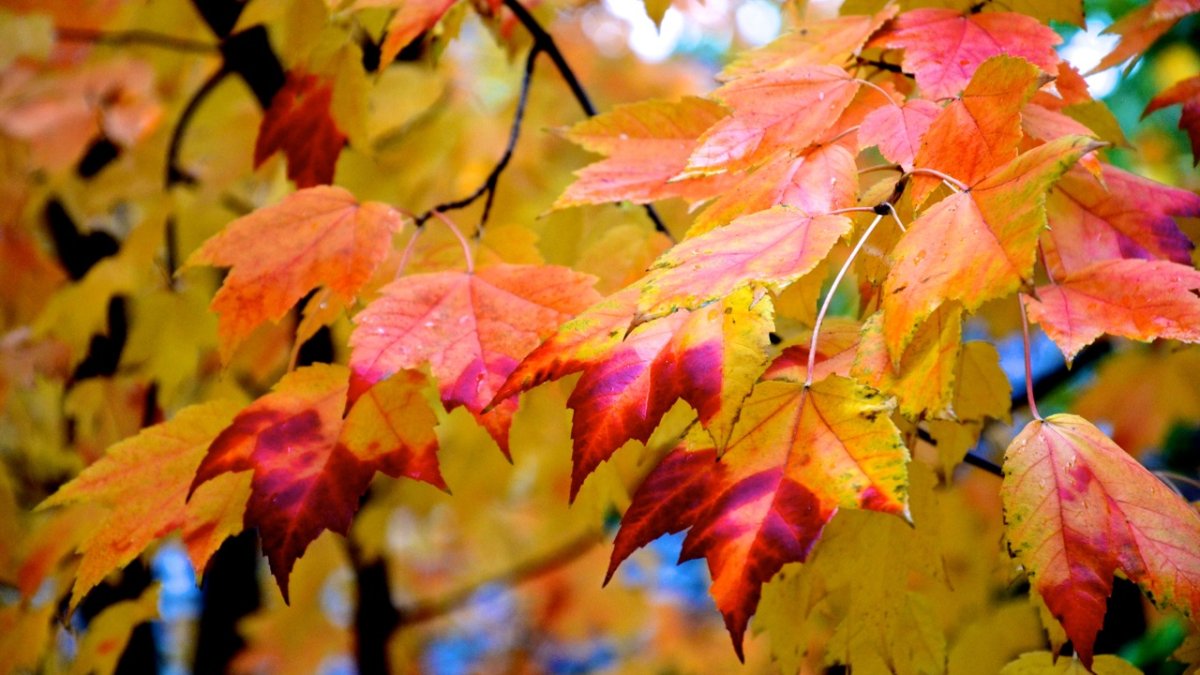 Temperatures, Precipitation Levels Could Impact Fall Colors in Illinois ...