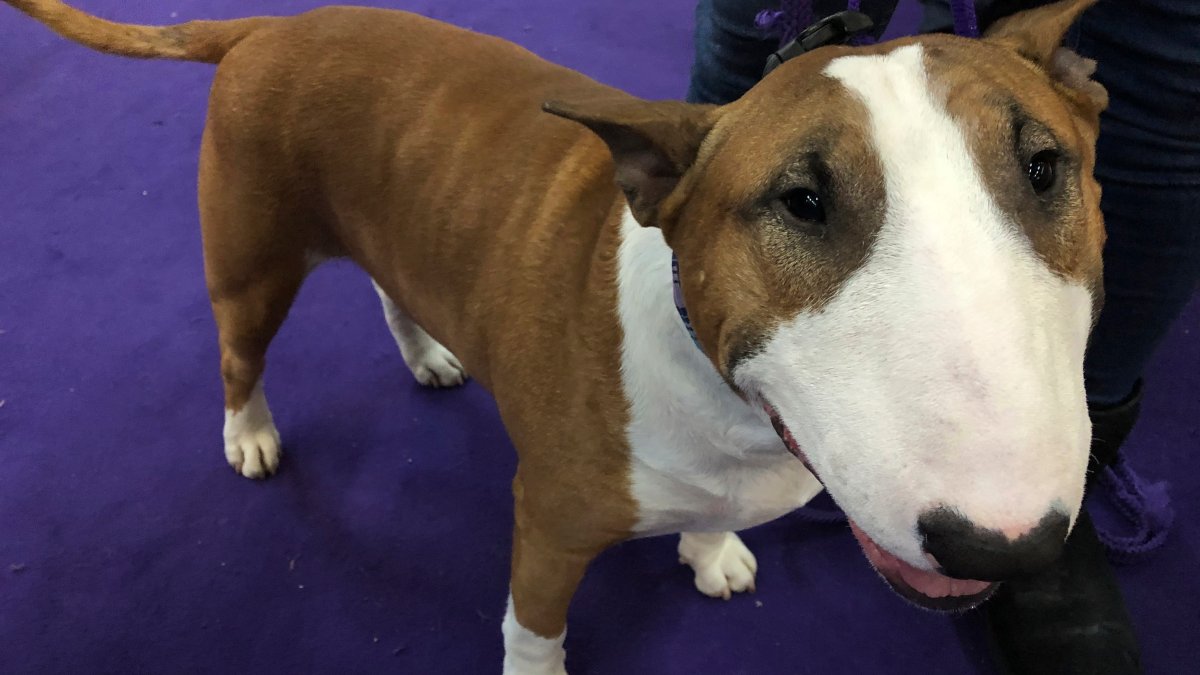 Puppy Love: Westminster Dog at the Heart of a Human Romance – NBC Chicago