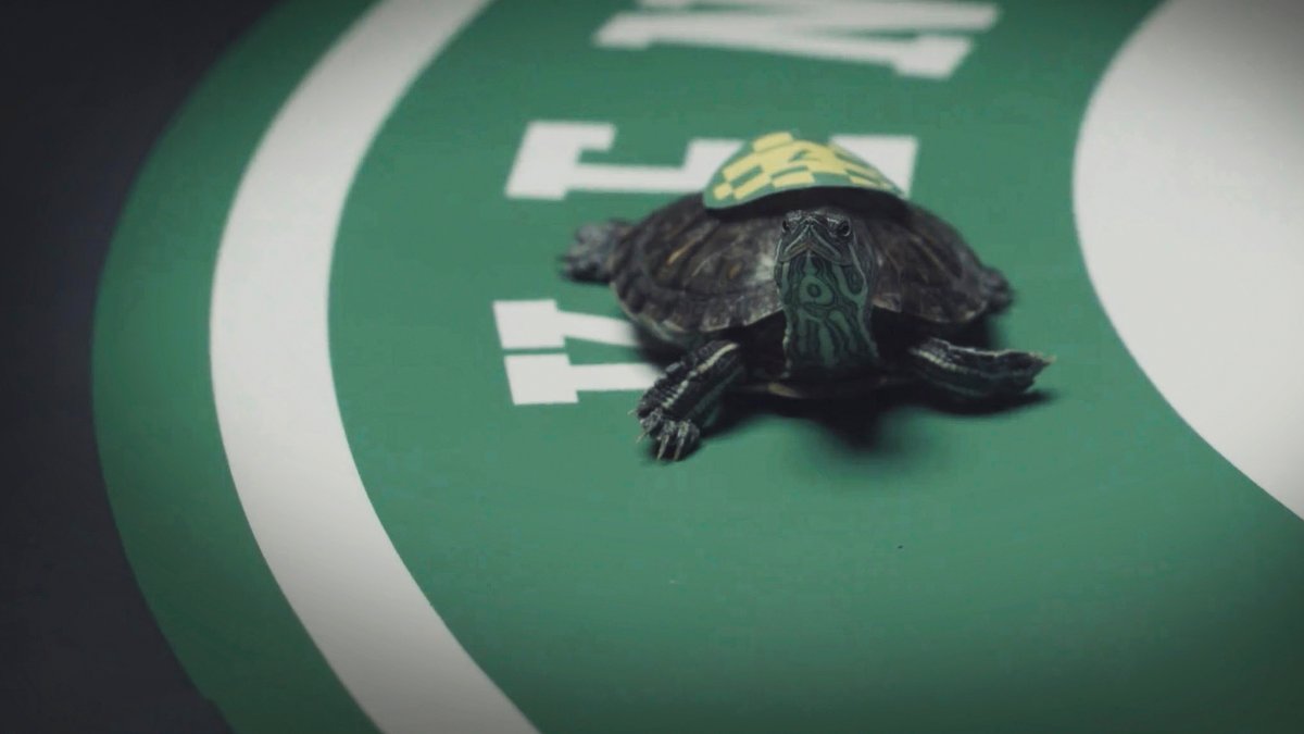 Shell-Shocked by Delayed Derby? The Kentucky Turtle Derby Is Here for ...