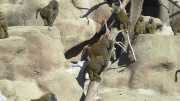 Iconic Baboon Exhibit Closes at Brookfield Zoo – NBC Chicago