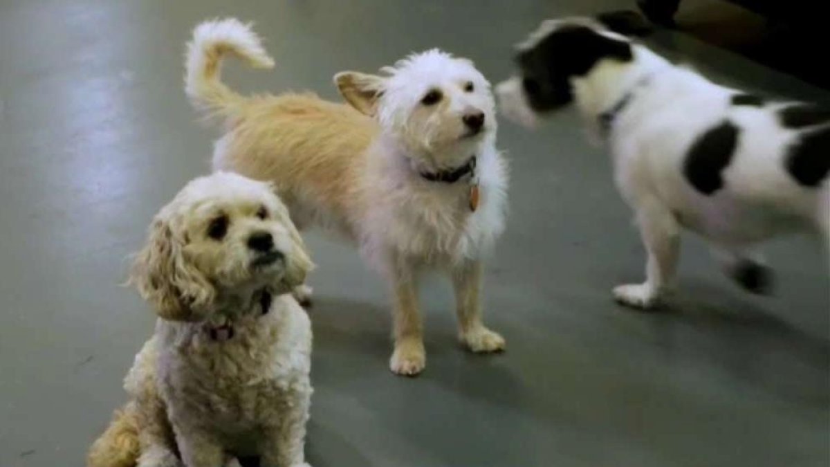 Tips for pet product scam awareness and what to buy instead – NBC Chicago