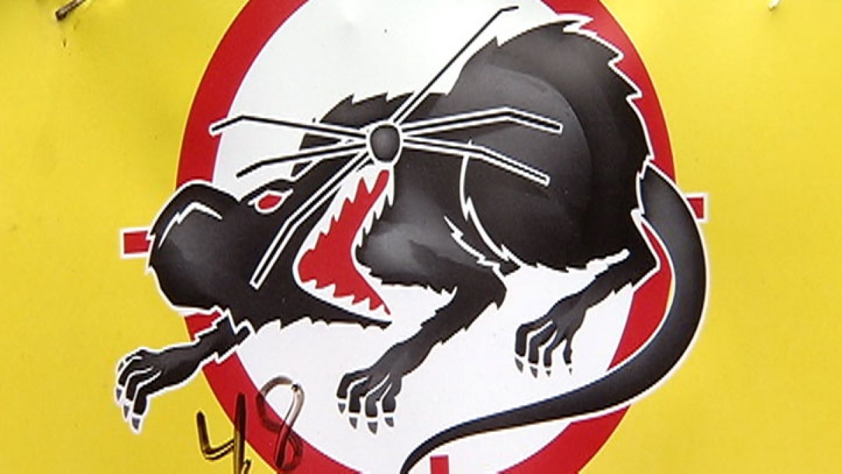 Chicago Tops Orkin’s ‘Rattiest Cities’ Ranking for Sixth Consecutive ...