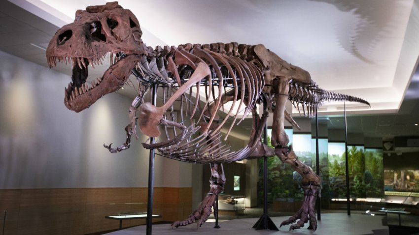 Field Museum Dino Sue Lends a Hand to Paleontologists Studying Why T ...