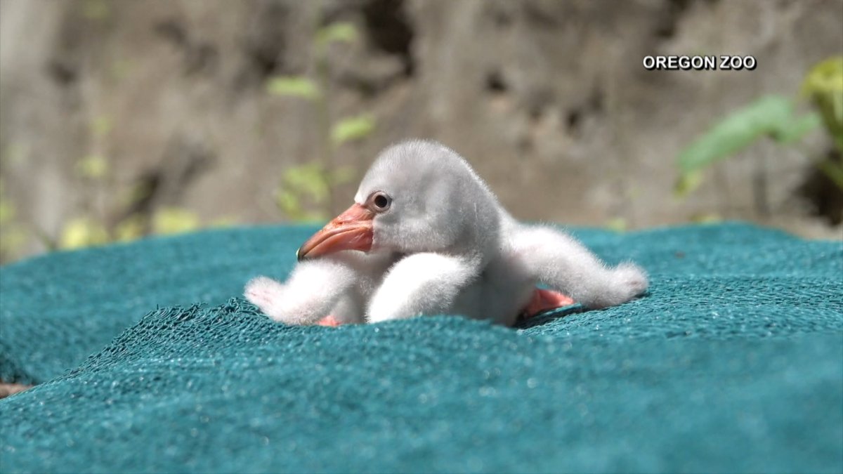 Brookfield Zoo wants your help naming 2 of their new baby flamingos ...