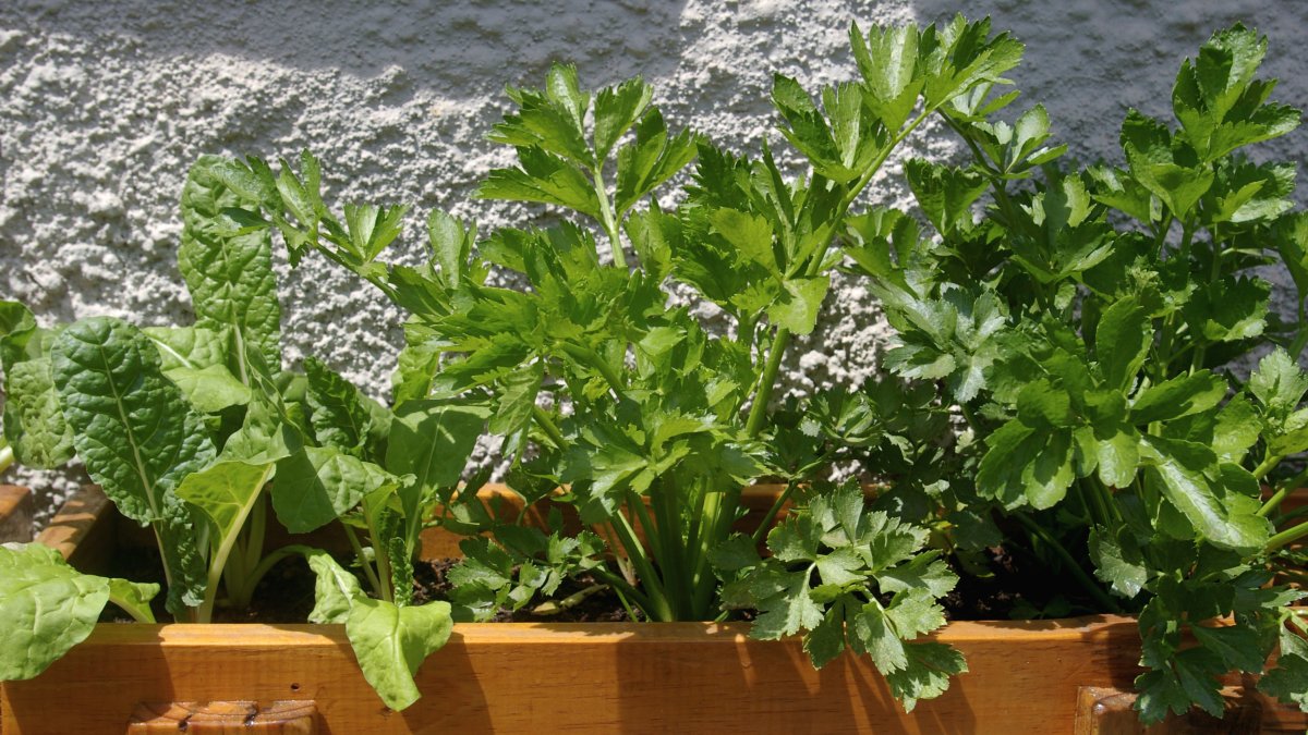 How to (Easily!) Regrow Vegetables From Scraps Indoors – NBC Chicago