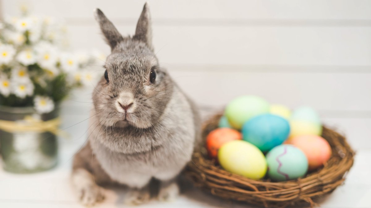 Easter Forecast: Clouds, Scattered Showers Possible Sunday – NBC Chicago