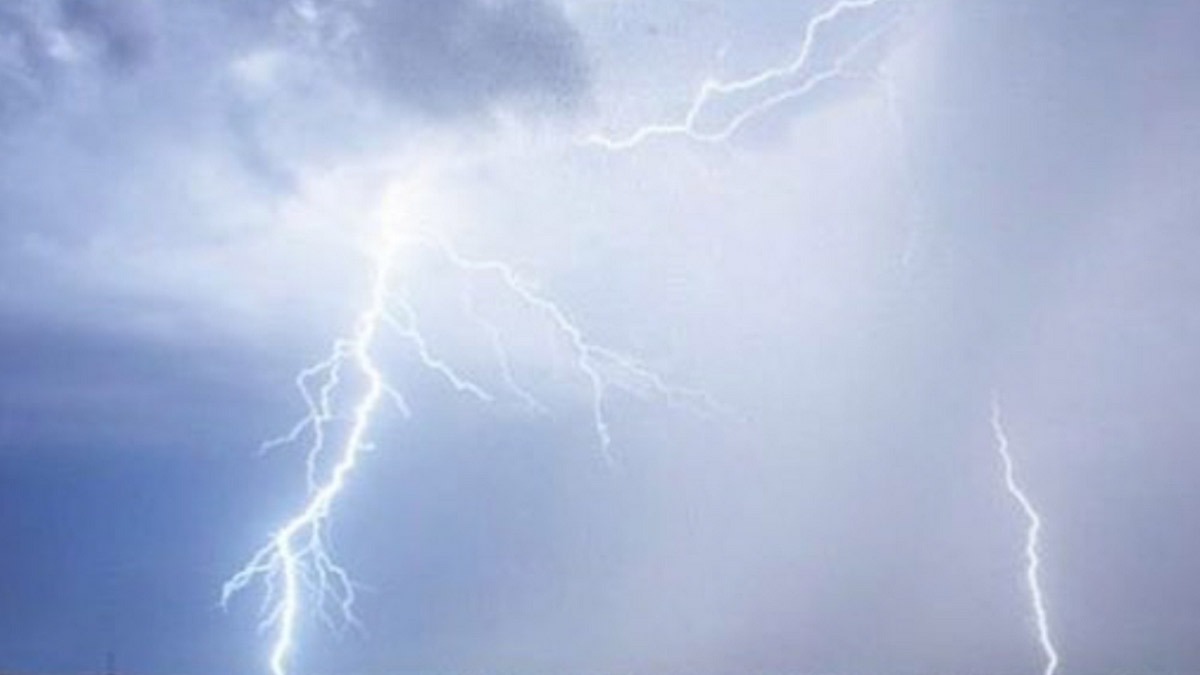 Suspected ‘microburst’ causes tree damage on Chicago’s Far South Side ...