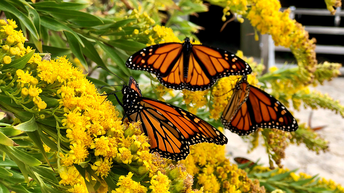 Monarch Migrations Will Peak This Week in Chicago. Here’s Where You Can ...