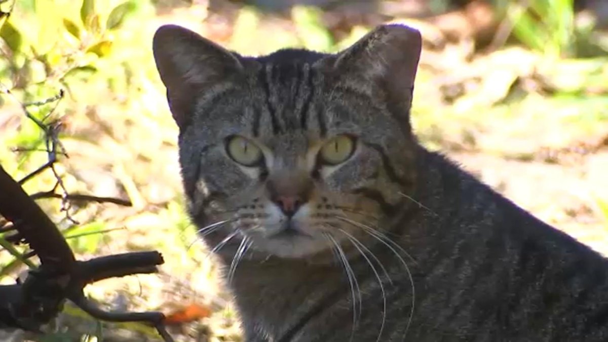Niles officials seek help of feral cats to control rodents – NBC Chicago