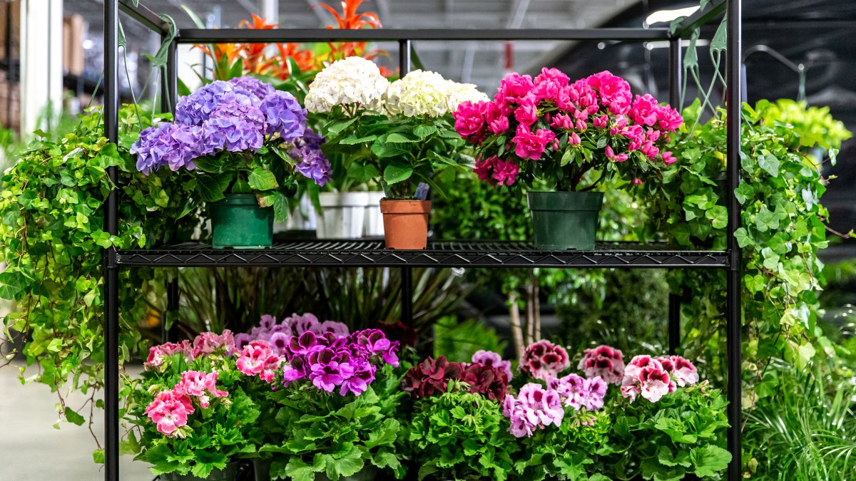 Traveling Pop-Up Garden Shop Offers Lush Respite Across Chicago – NBC ...