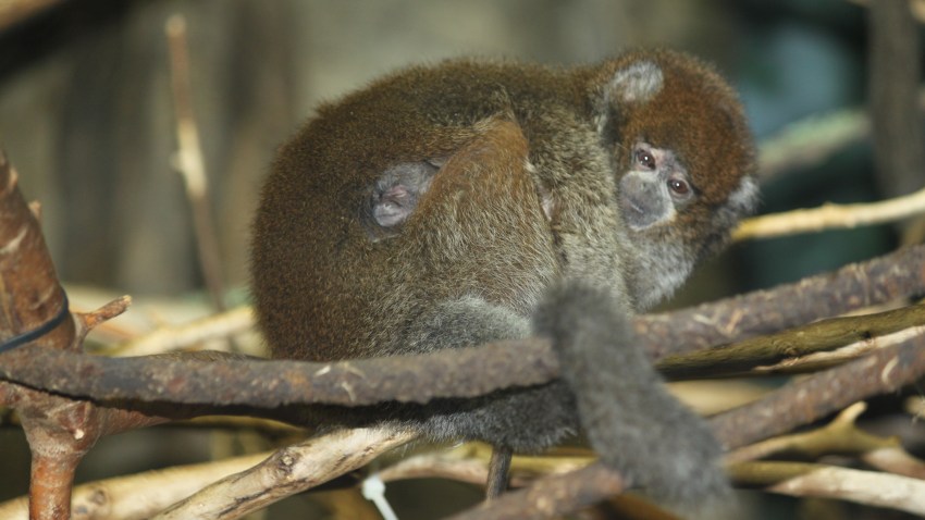 Lincoln Park Zoo Welcomes Baby Titi Monkey – NBC Chicago