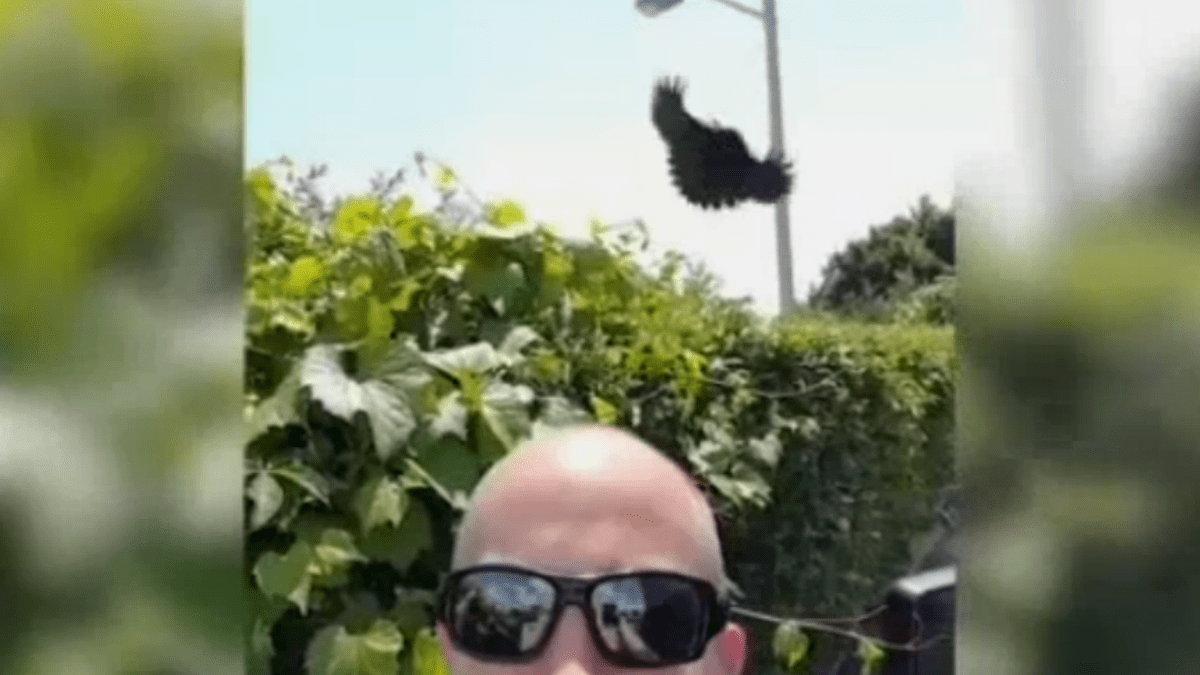 Angry Birds Season Sees Swooping, Dive-Bombing Fowl in Chicago Area ...