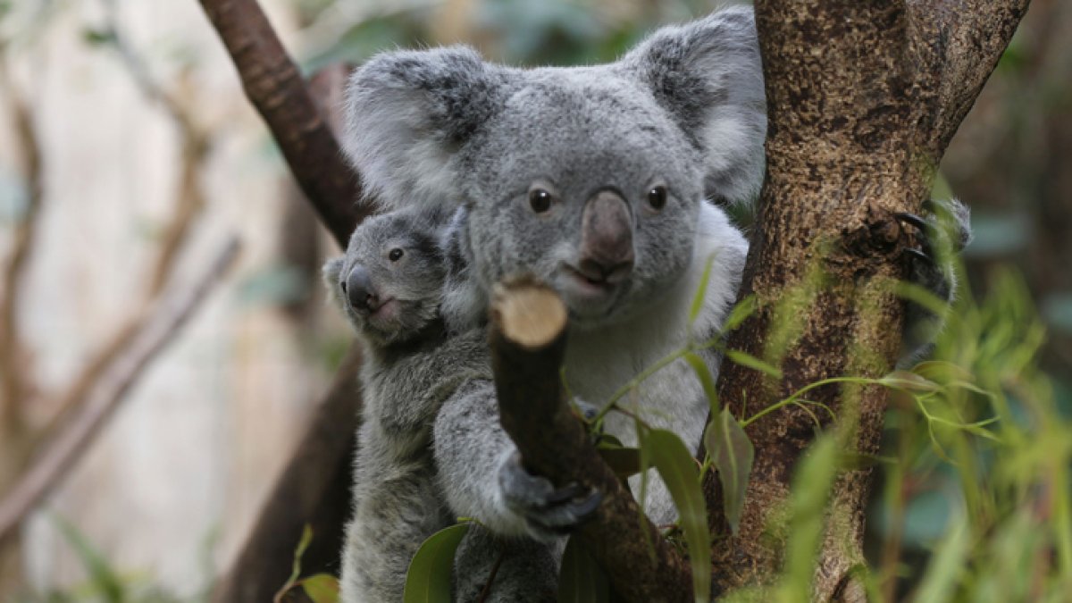 Koala Declared Endangered as Disease, Lost Habitat Take Toll – NBC Chicago