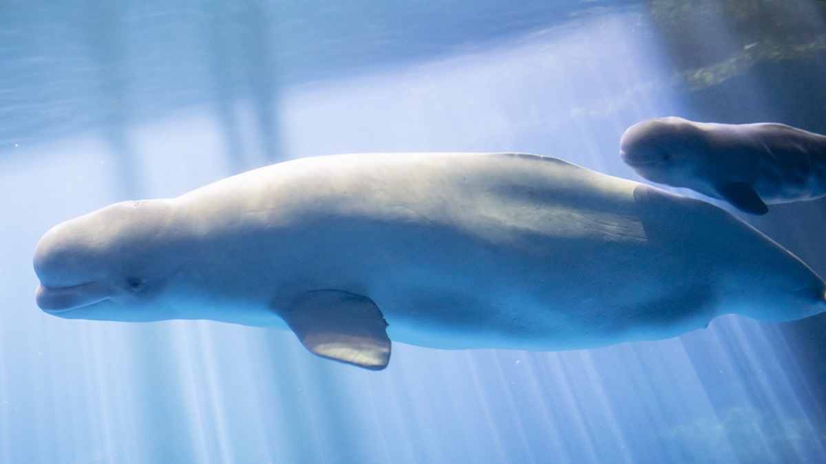 Help Name the Shedd Aquarium’s Baby Beluga Whale – NBC Chicago
