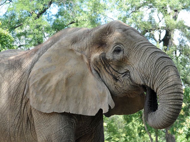 Brookfield Zoo Euthanizes 29-Year-Old Elephant – NBC Chicago