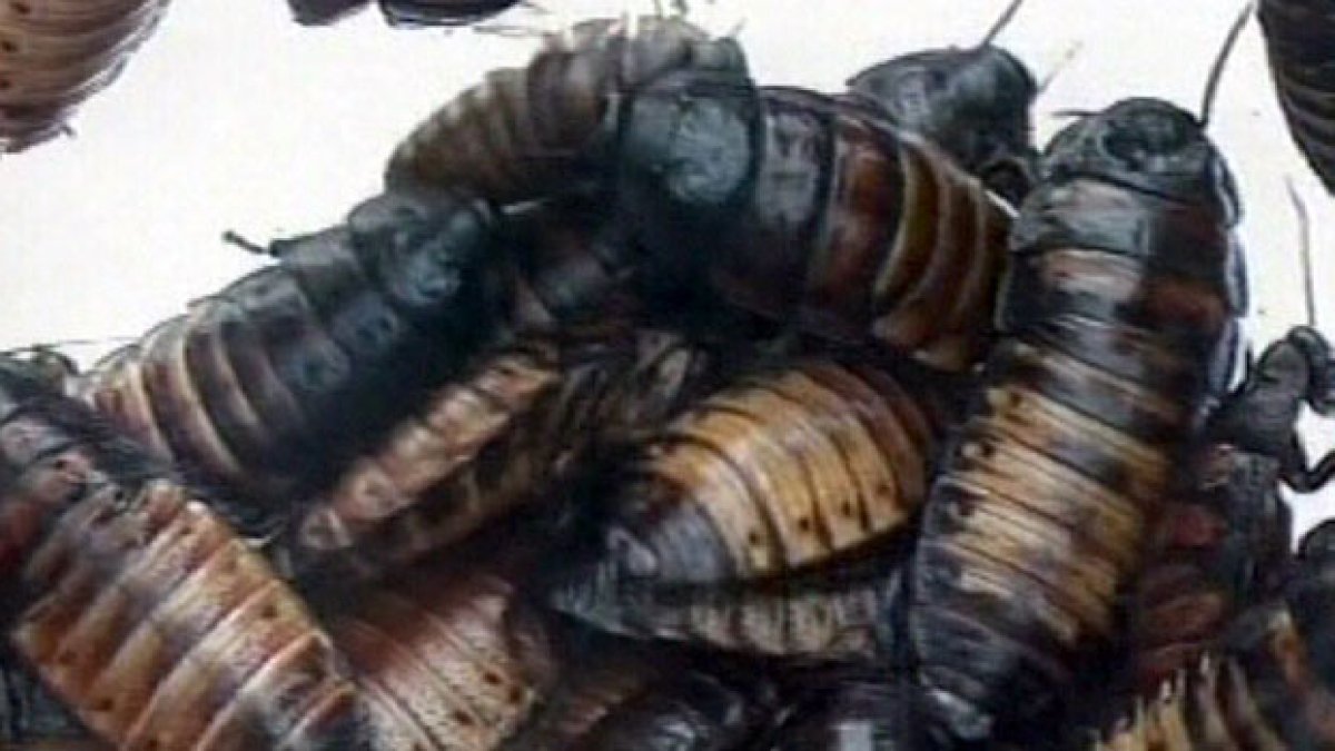 Name A Cockroach After Your Ex at Brookfield Zoo This Valentine’s Day ...