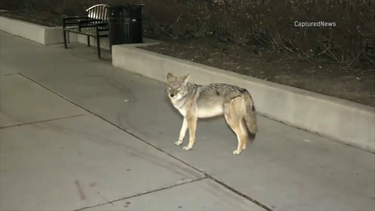 Here’s What To Do If You Encounter a Coyote in Chicago – NBC Chicago