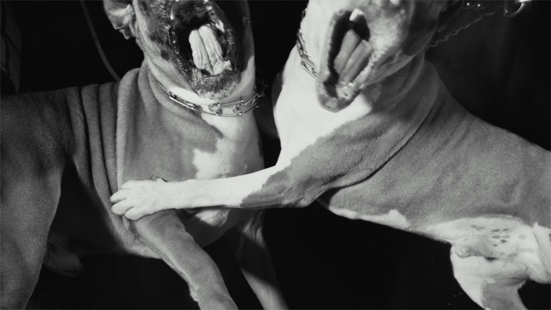 Feds Bust Biggest Dogfighting Ring Ever – NBC Chicago