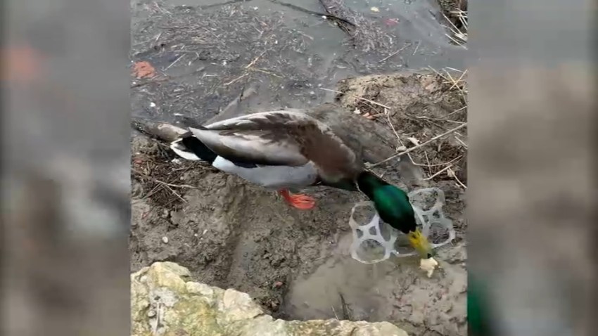 Duck Stuck in Plastic Six-Pack Rings Prompts Neighborly Rescue Effort ...
