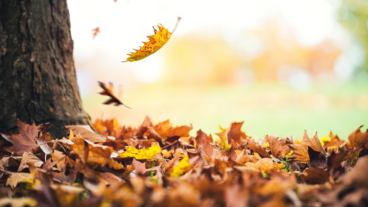 Huntley Fall Fest, Fright Fest and More: 10 Fall Festivals to Visit ...