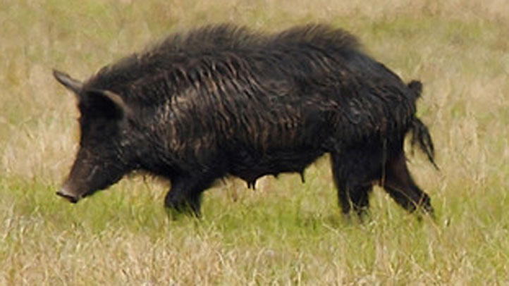 Illinois Gives Hunters Go-Ahead to Hunt Wild Hogs – NBC Chicago