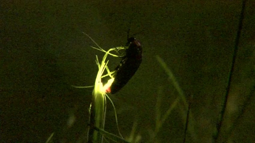 Why do fireflies light up? Here’s what scientists say – NBC Chicago