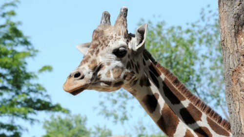 Brookfield Zoo 2026 free winter days start Jan. 5 – NBC Chicago
