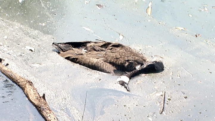 Poisoning Possible in Geese Deaths – NBC Chicago