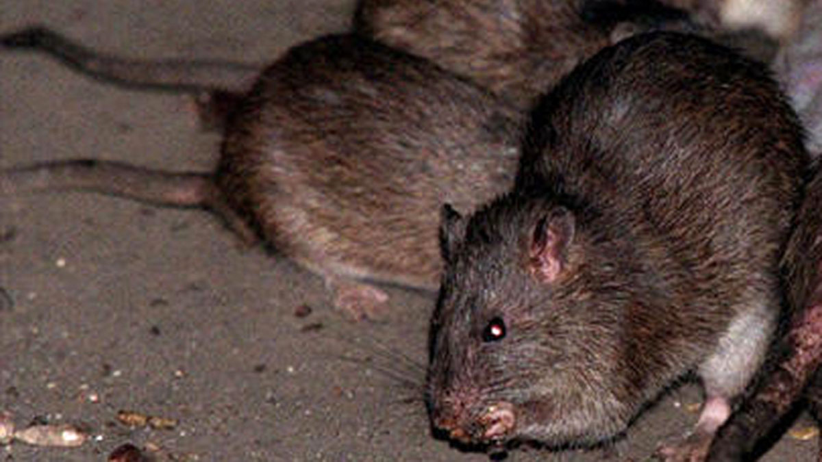 Chicago named America’s Rattiest City for 10th straight year – NBC Chicago