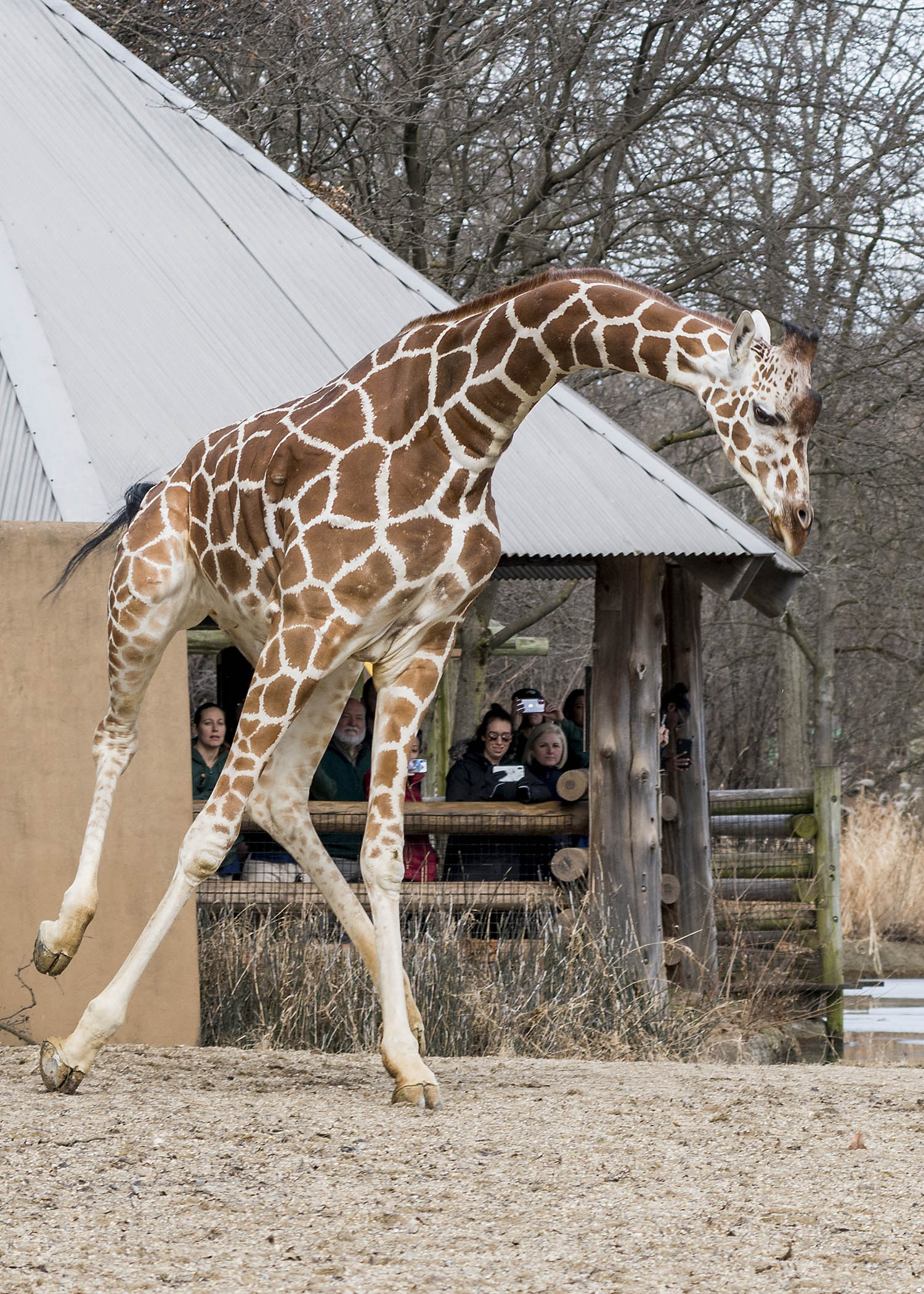 These Brookfield Zoo Giraffes Just Went Outside After Chicago’s Long ...
