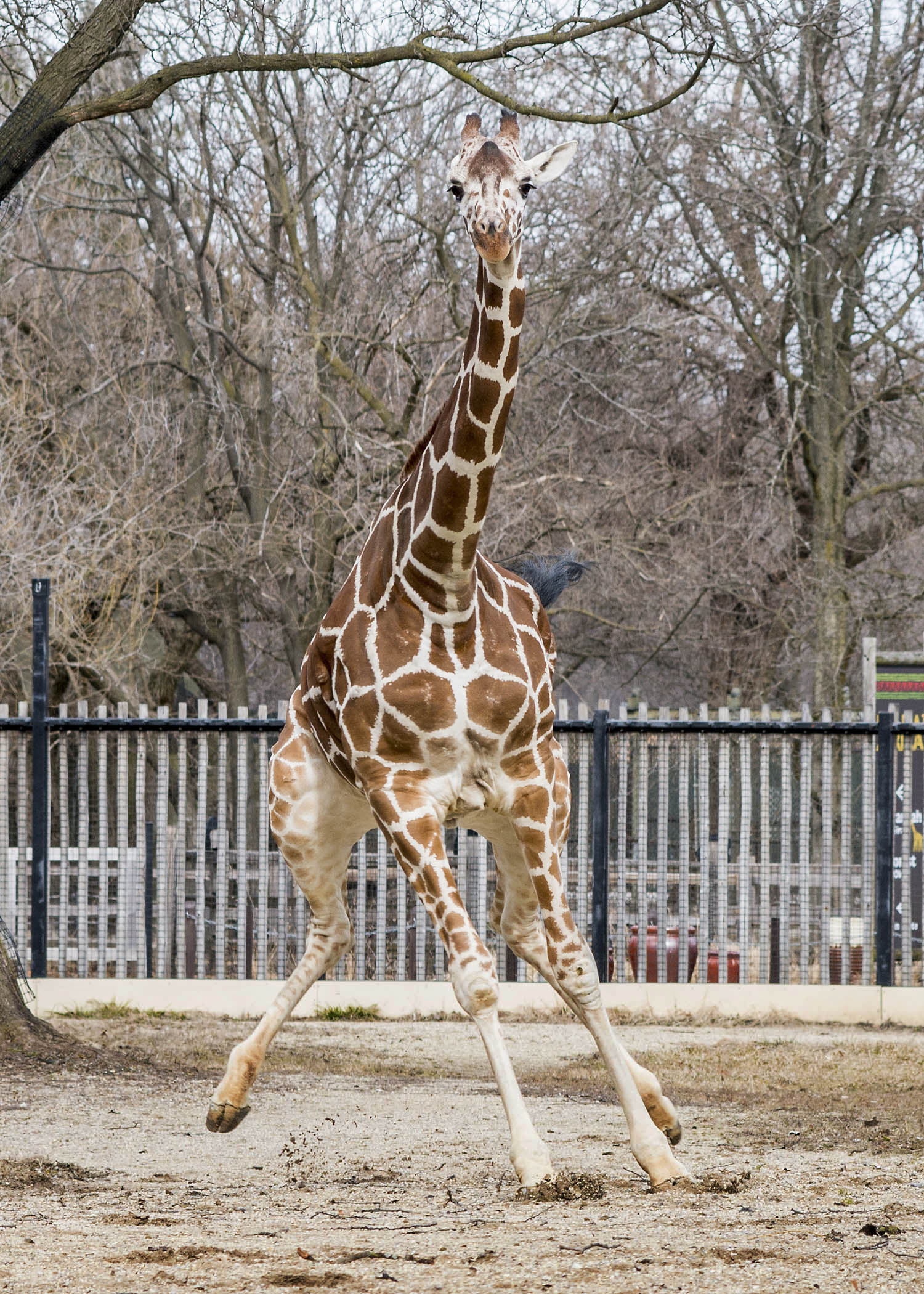These Brookfield Zoo Giraffes Just Went Outside After Chicago’s Long ...