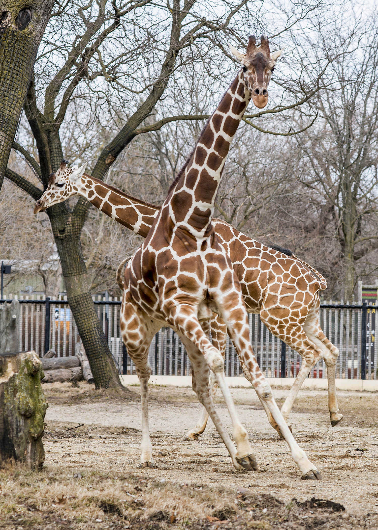 These Brookfield Zoo Giraffes Just Went Outside After Chicago’s Long ...