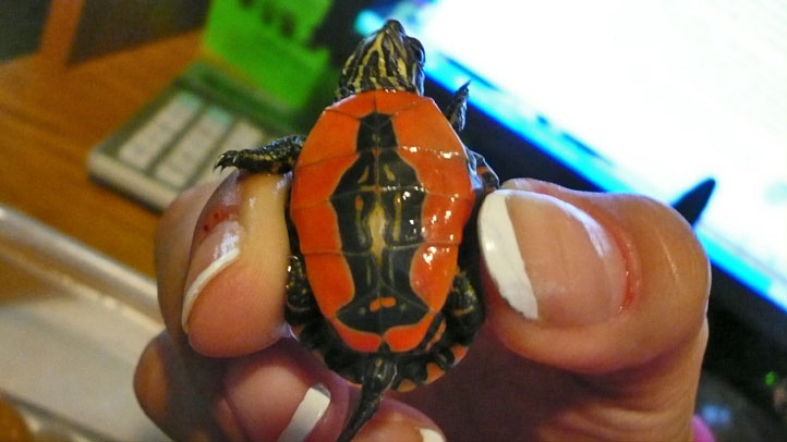 ‘Holy Turtle’ Found on ‘Day of Rapture’ – NBC Chicago