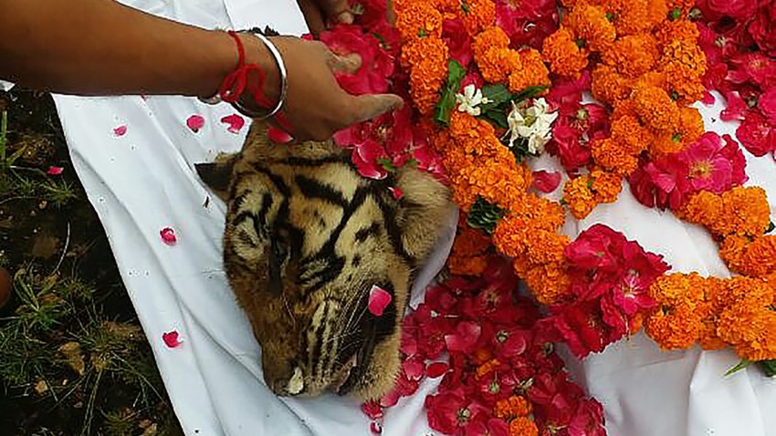 India’s Most Famous Tiger Machli, ‘Queen of Ranthambore’, Dies at 19 ...
