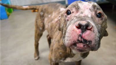 Second Chance: Dog With Skin Cancer Adopted From NW Indiana Animal ...