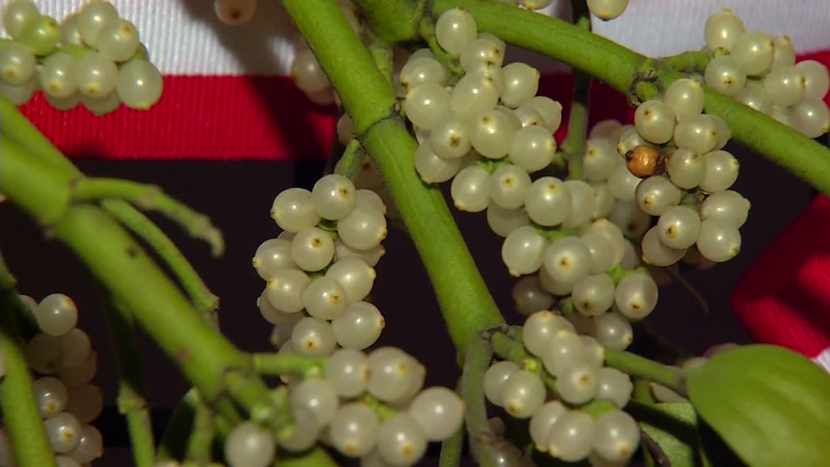 These 3 Holiday Plants Can Make You Sick, Illinois Poison Center Warns ...