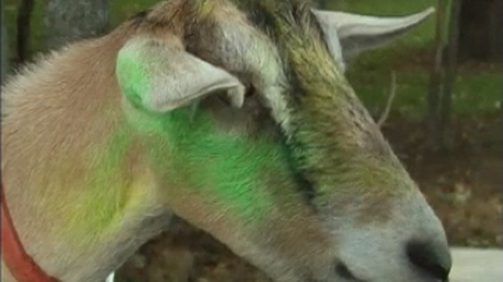 Decapitated Goat Found in Cook County Forest Preserve – NBC Chicago