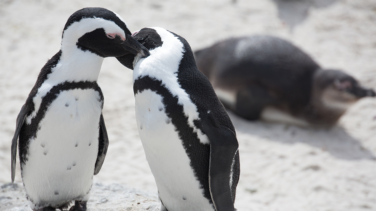 First Look at New ‘Immersive’ African Penguin Exhibit at Lincoln Park ...