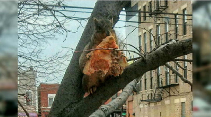 Pizza Squirrel: Viral Photo Shows Squirrel Eating Slice of Pizza in ...