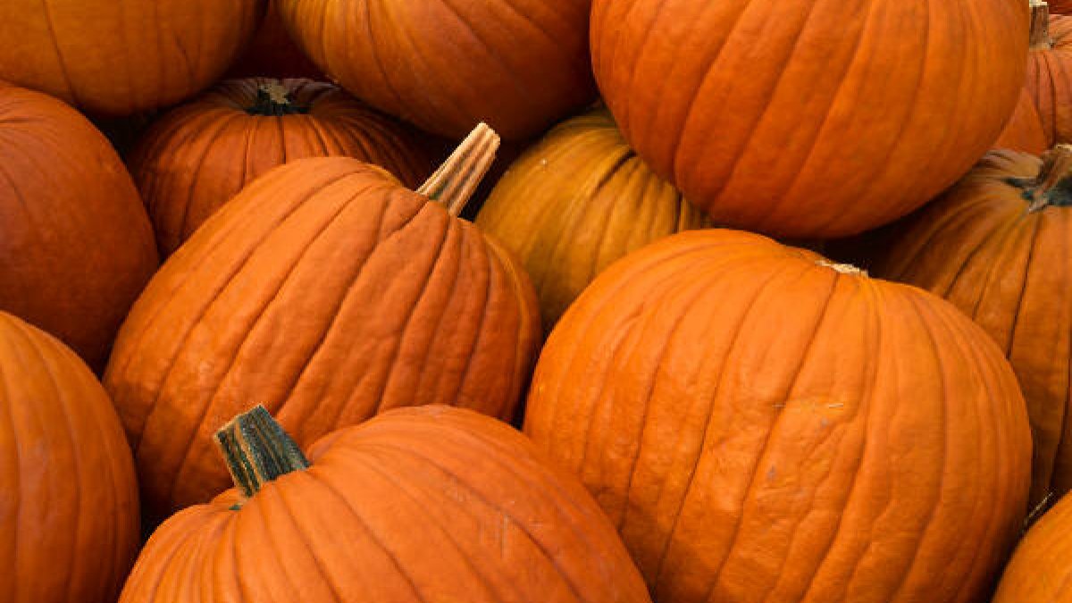 Here Are 10 Pumpkin Patches to Visit in the Chicago Area This Fall ...