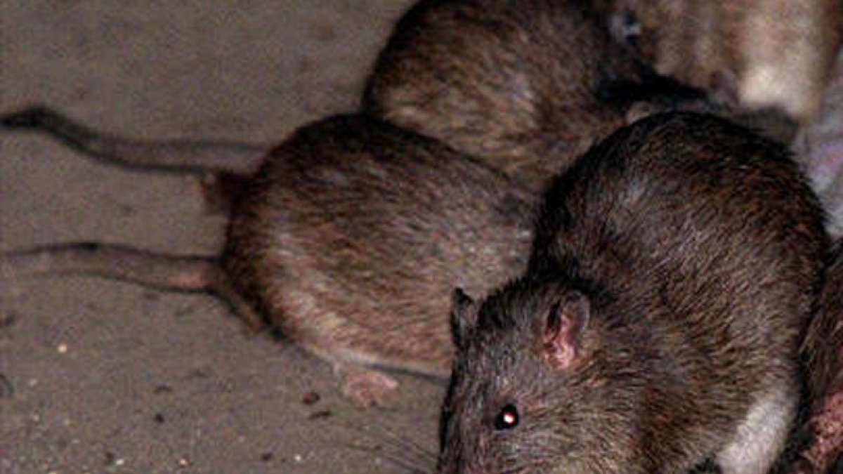Calls of Rat Issues in Chicago Increasing During Coronavirus Pandemic ...