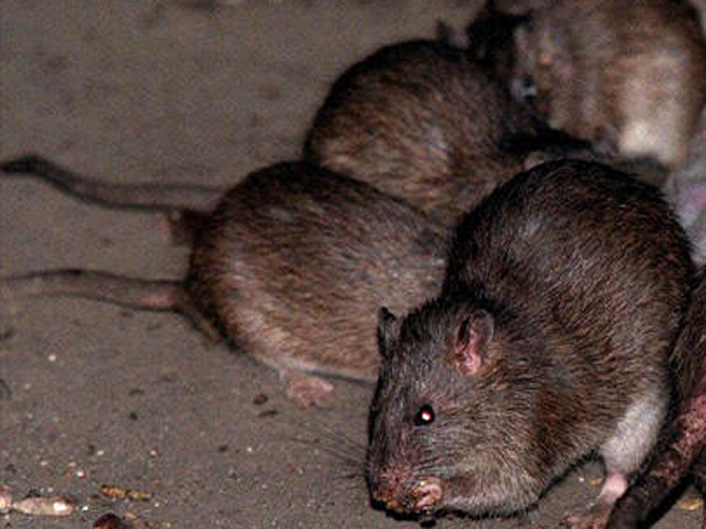 Calls of Rat Issues in Chicago Increasing During Coronavirus Pandemic ...
