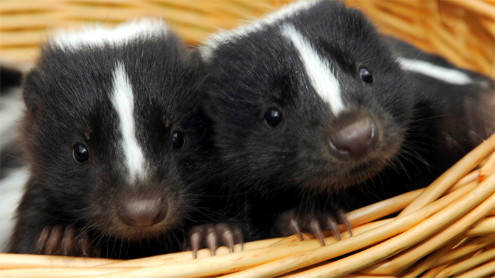 Florida Couple Has 15 Pet Skunks in Home – NBC Chicago