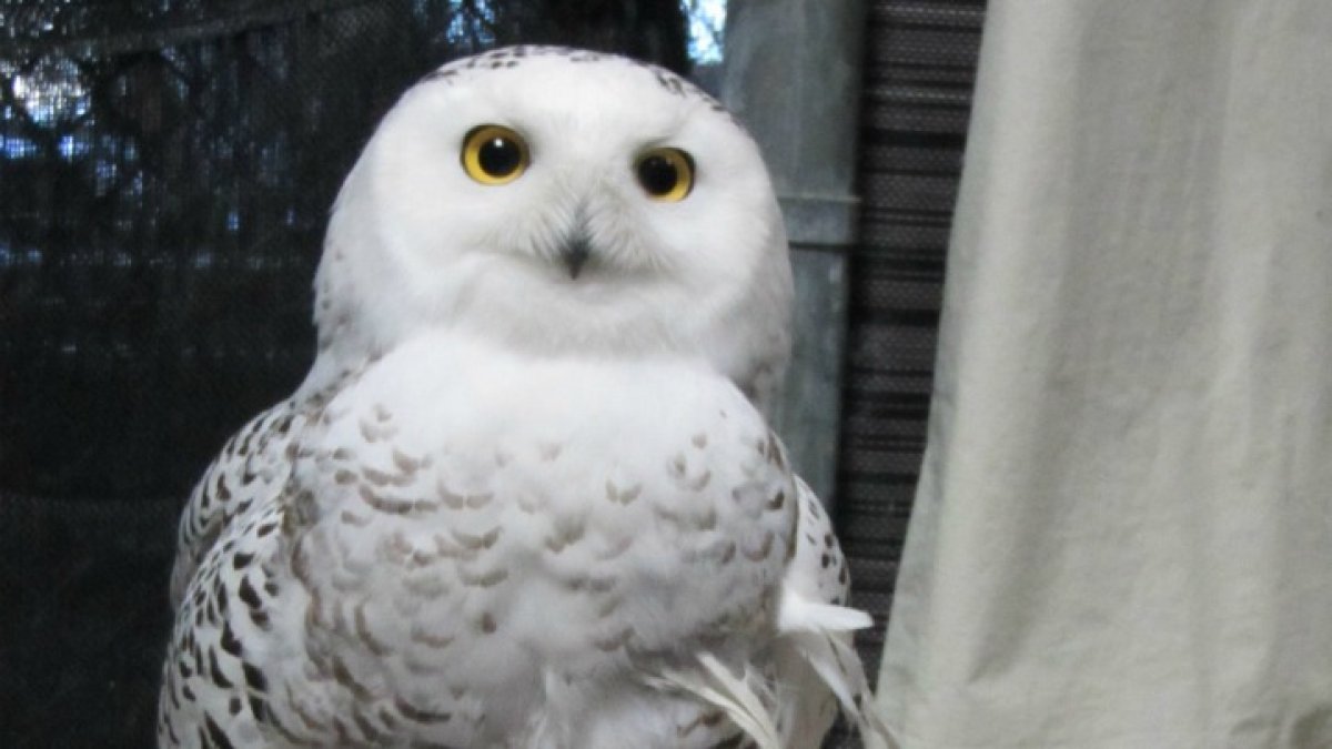 Snowy Owl Recovering After Being Doused in Diesel in Milwaukee – NBC ...