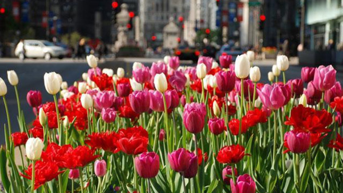 First Day of Spring Arrives Sunday. What to Know About the Vernal ...