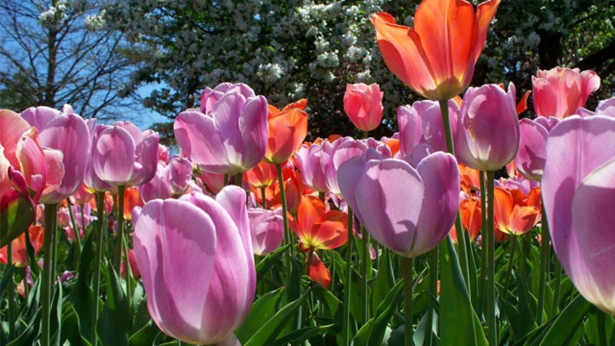 Richardson Farm Tulip Fest likely to kick off next week – NBC Chicago